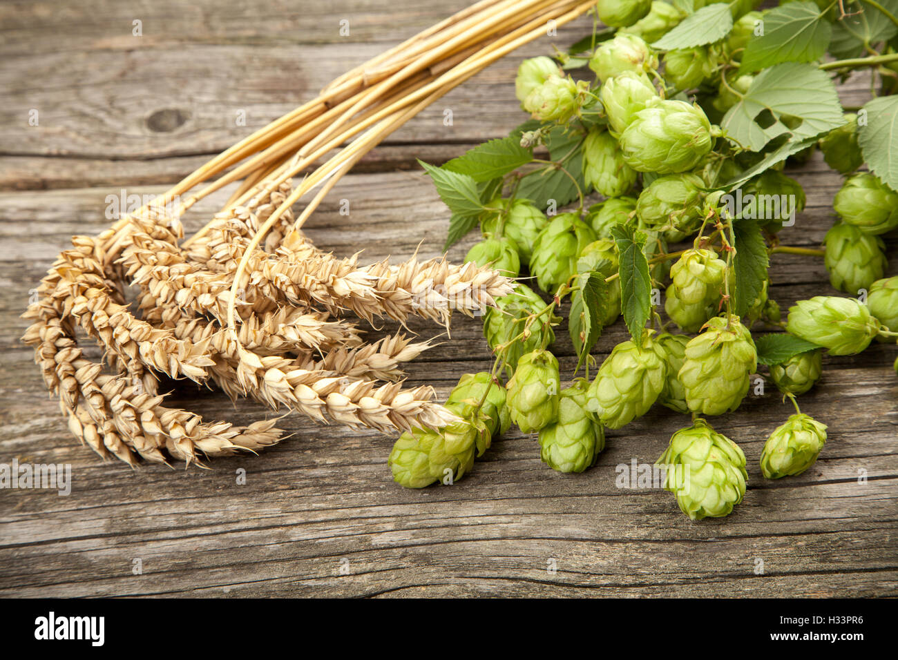 Malt and hops Stock Photo - Alamy