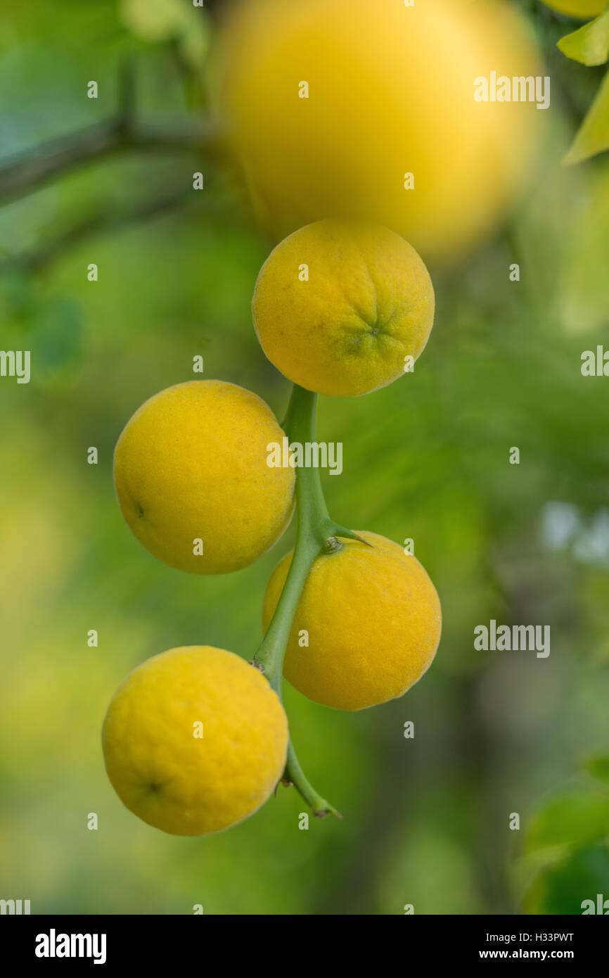 Trifoliate orange bitter orange hardy orange fruits Poncirus trifoliata ...