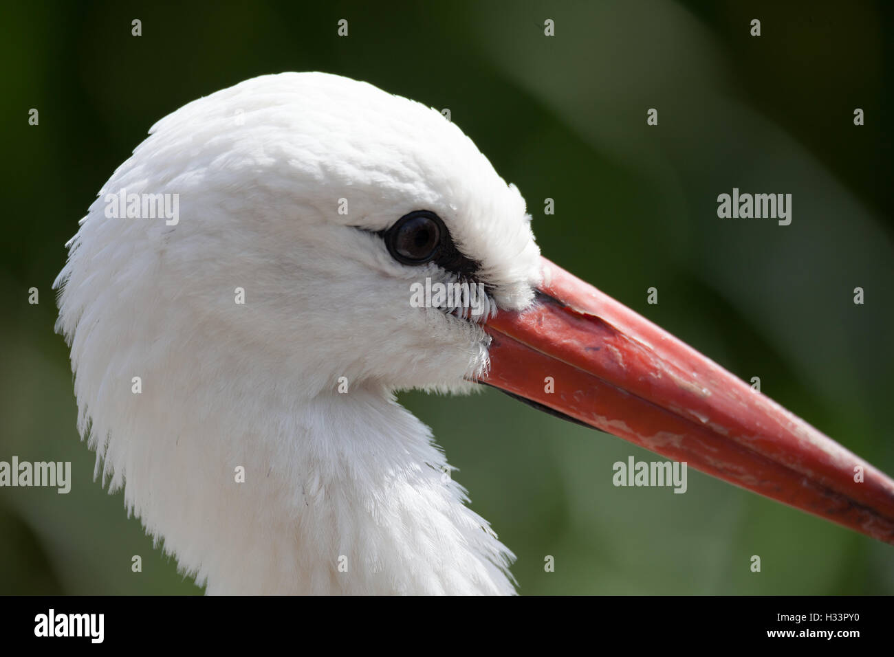 White stork close up head shot Stock Photo - Alamy
