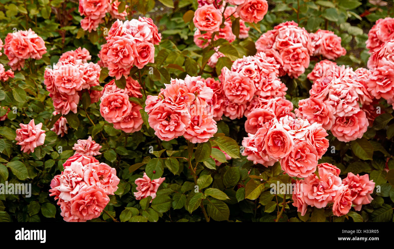 bush of beautiful pink roses top view vintage color Stock Photo - Alamy