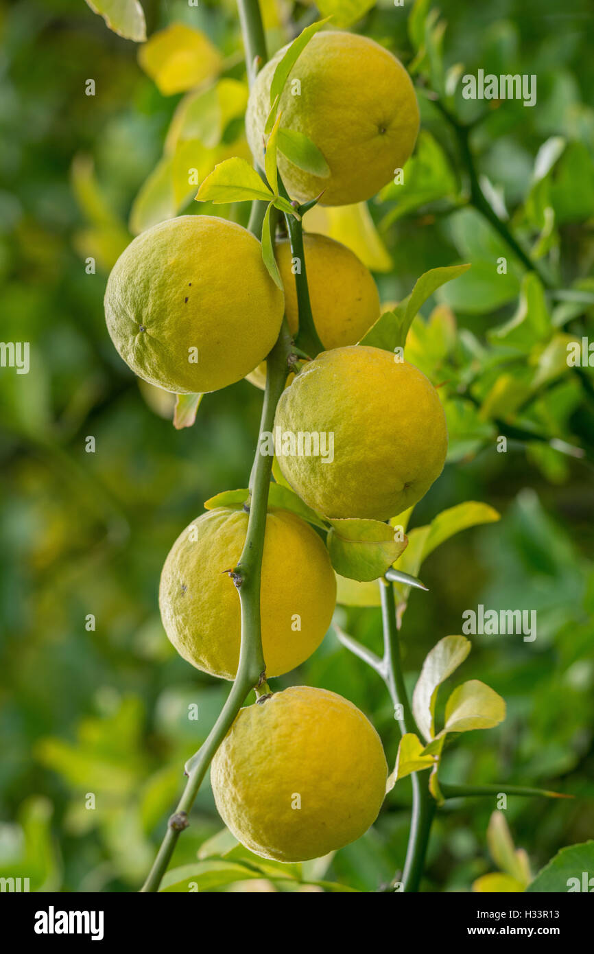 Trifoliate orange bitter orange hardy orange fruits Poncirus trifoliata ...