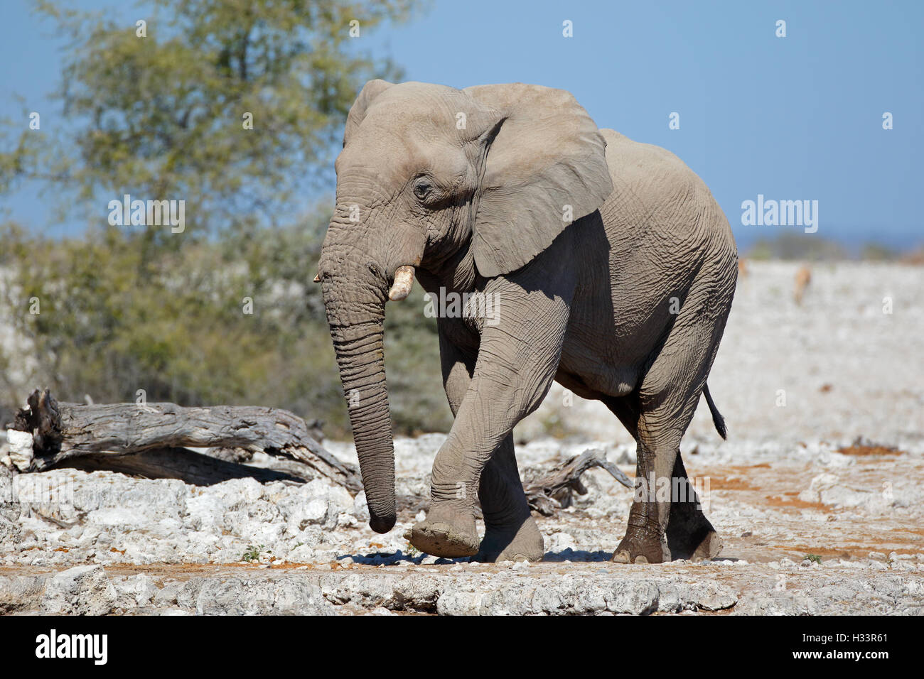 Big bull african elephant hi-res stock photography and images - Alamy