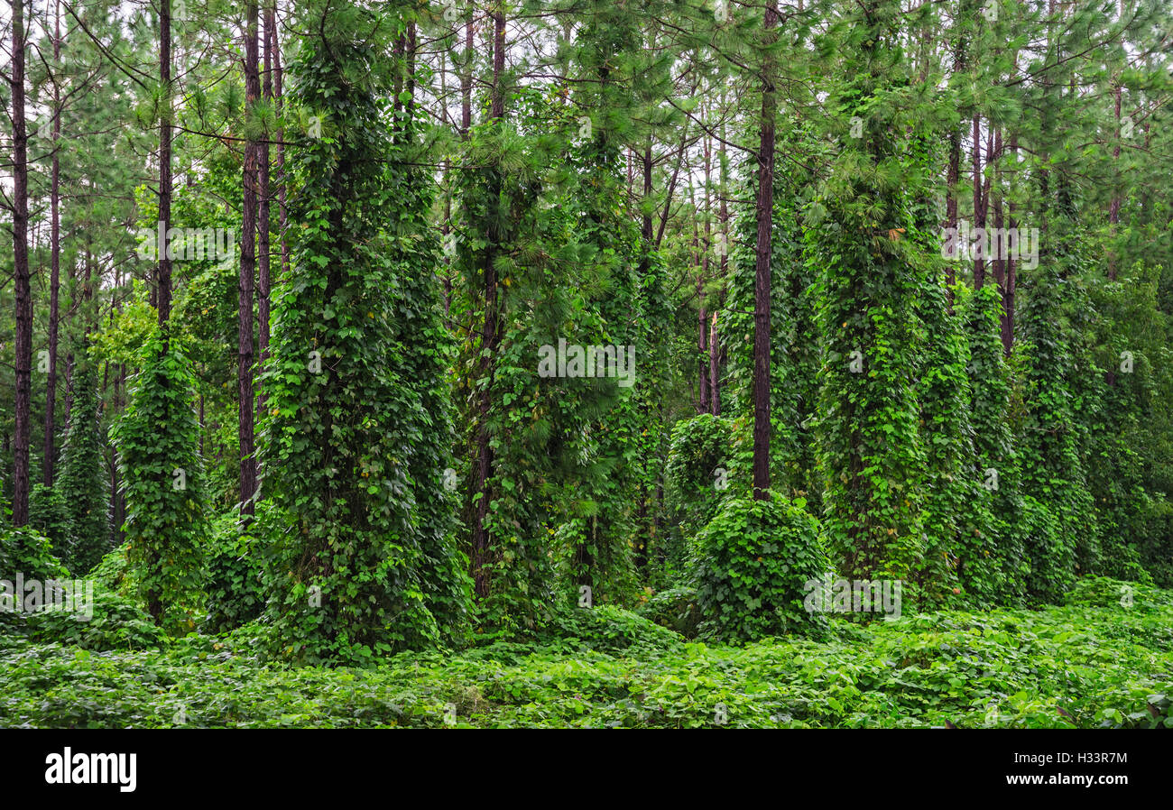 Kudzu hi-res stock photography and images - Alamy