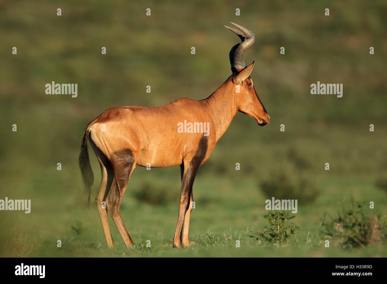 A red hartebeest antelope (Alcelaphus buselaphus), Kalahari, South ...