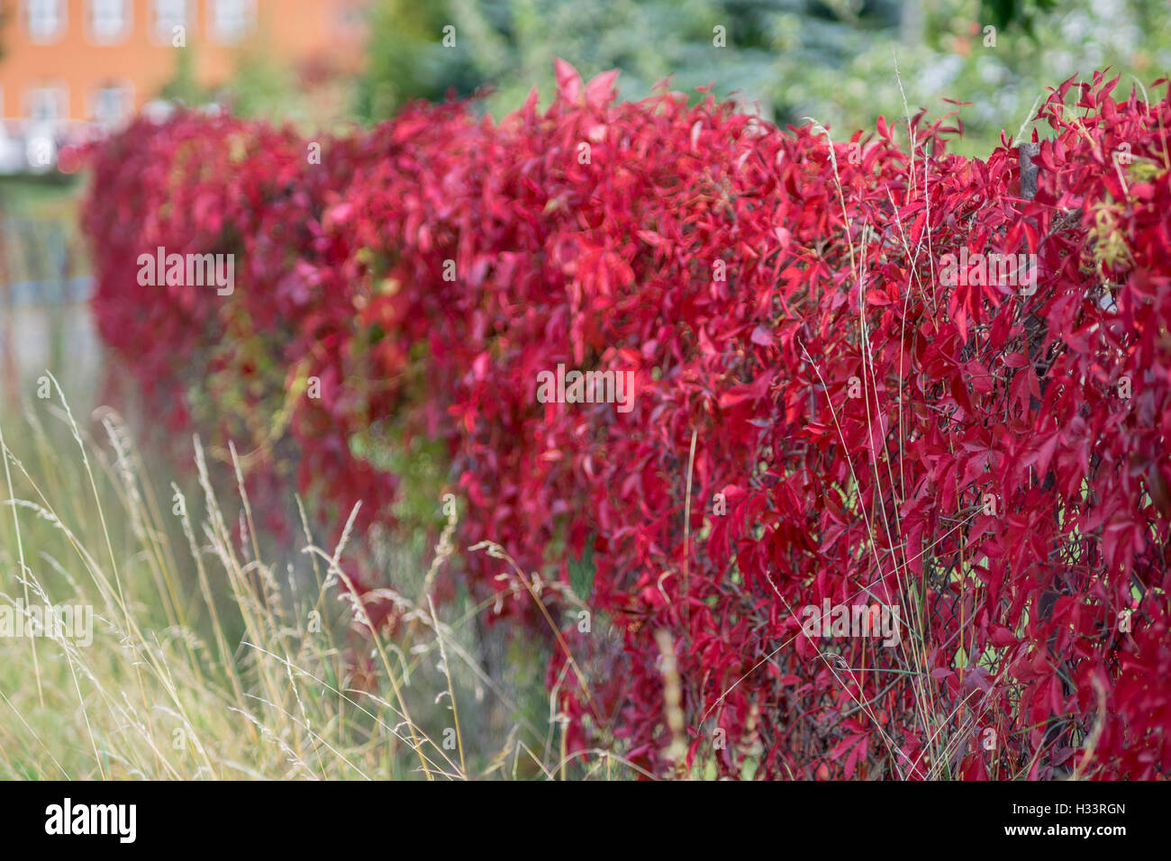 Autumn red scarlet virginia creeper on the fence Parthenocissus ...