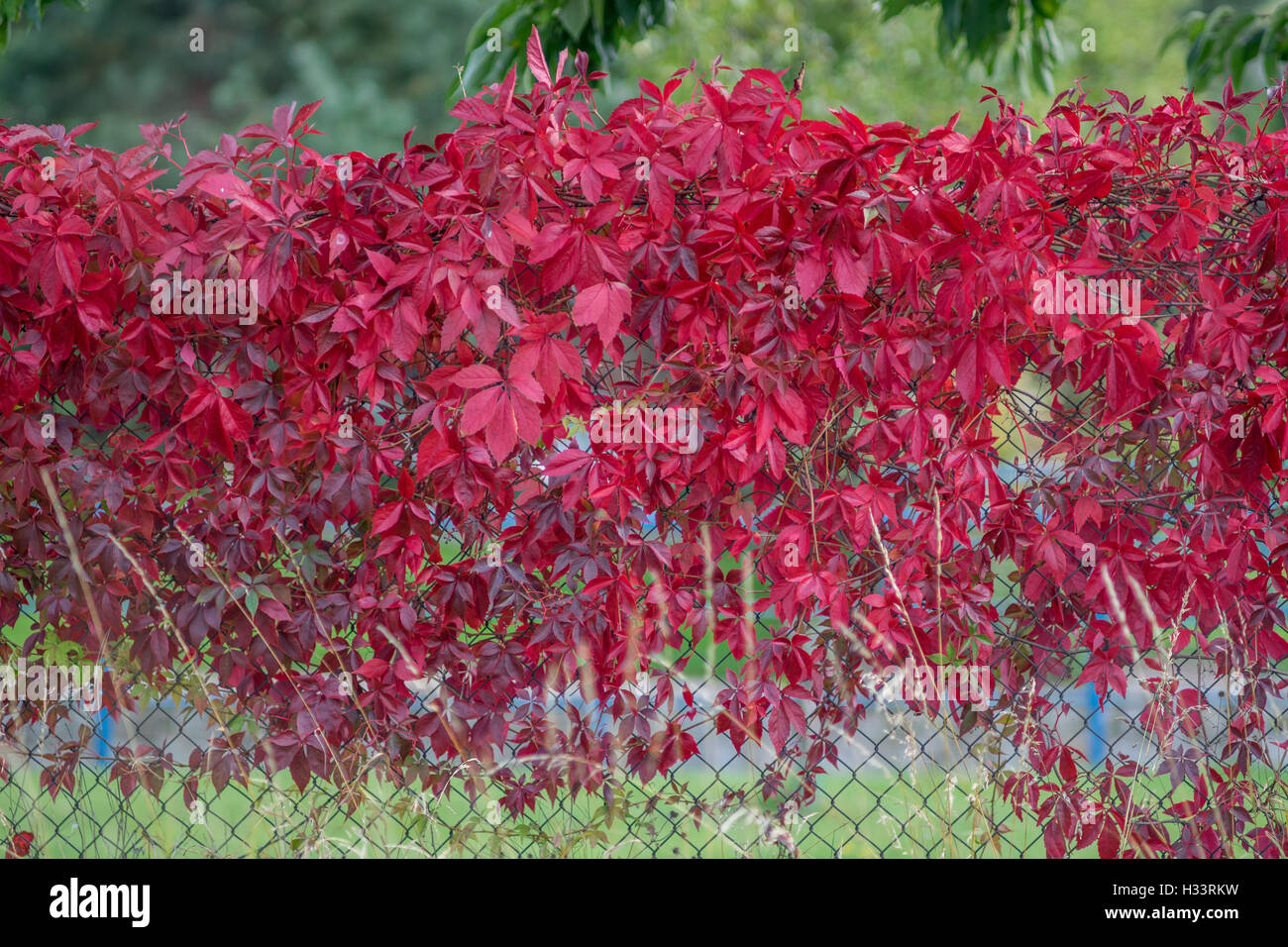 Autumn red scarlet virginia creeper on the fence Parthenocissus ...