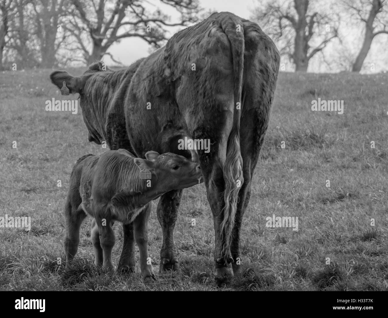 Calf Black and White Stock Photos & Images - Alamy
