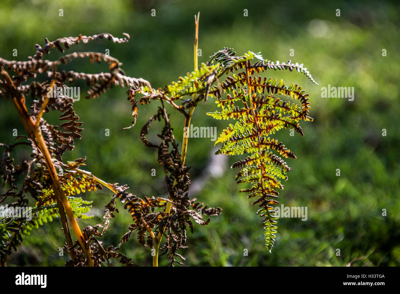 Ferns going over Stock Photo - Alamy