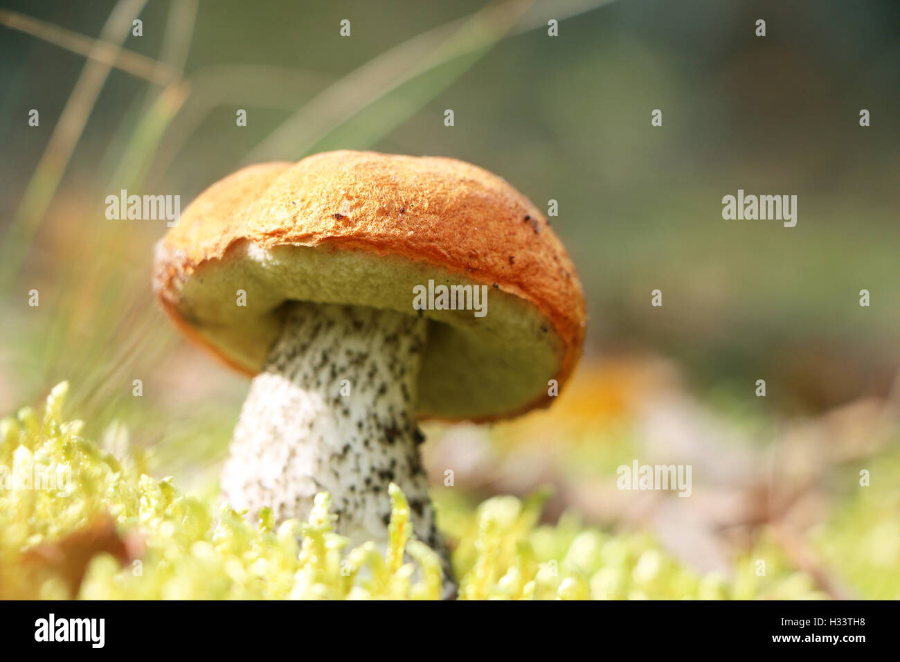 Single Mushroom High Resolution Stock Photography and Images - Alamy