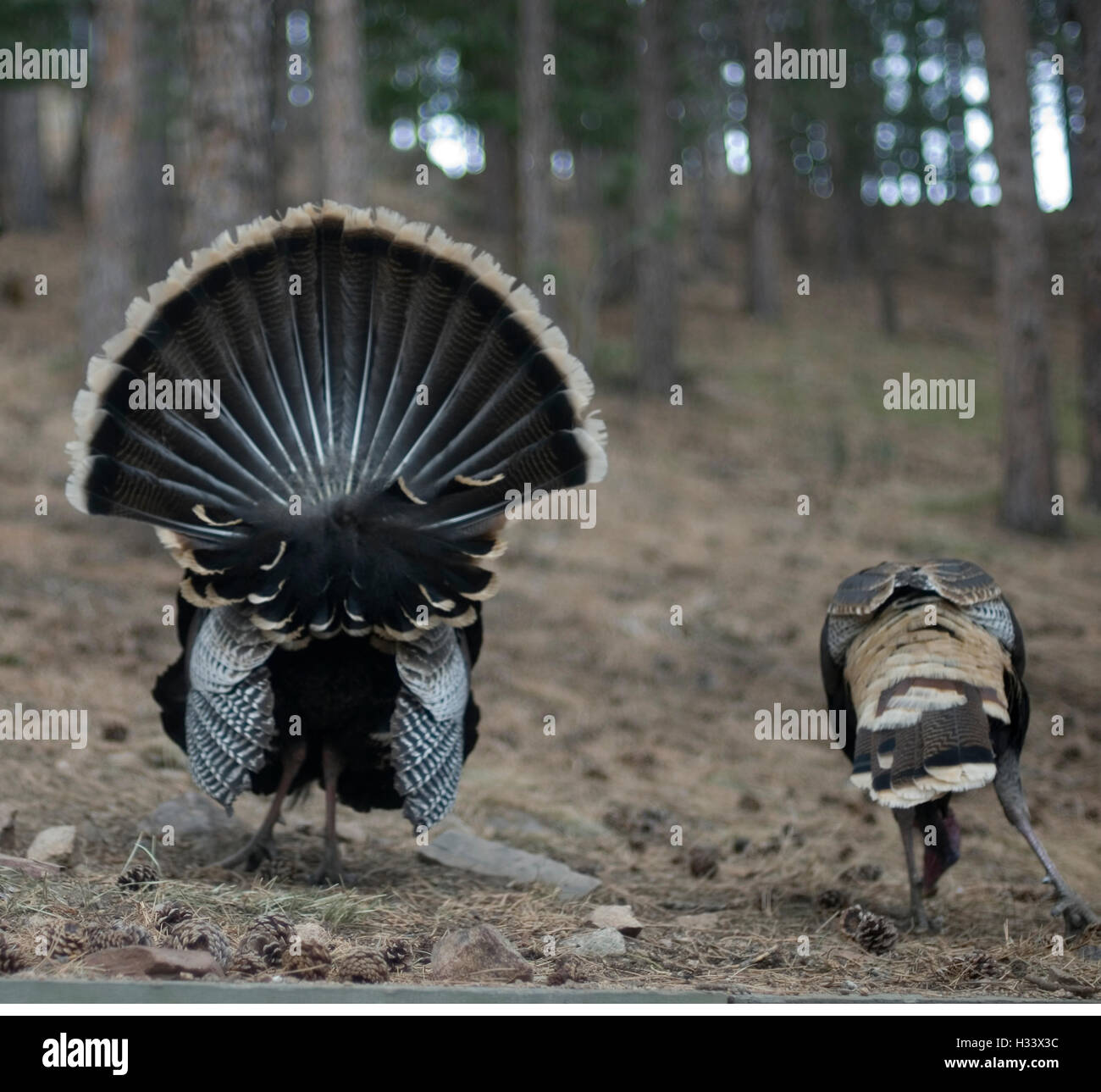 Male Turkeys Walking away Stock Photo - Alamy