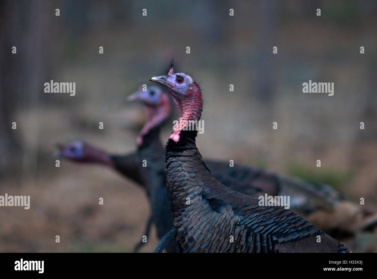 Three wild turkey hens hi-res stock photography and images - Alamy