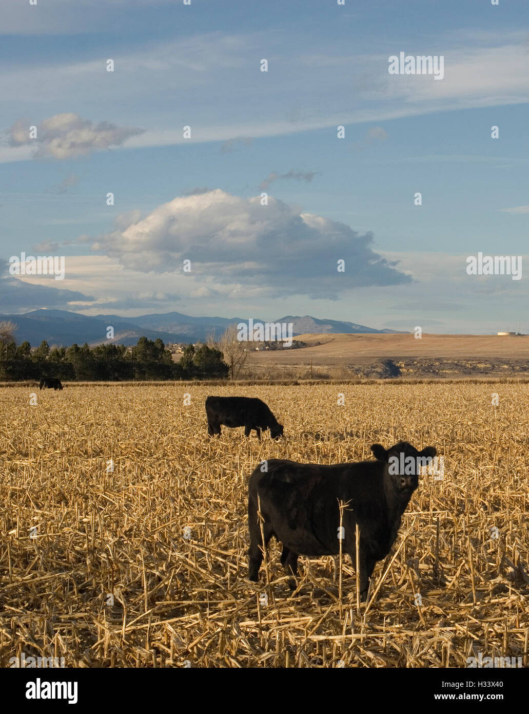 Angus cows hi-res stock photography and images - Alamy