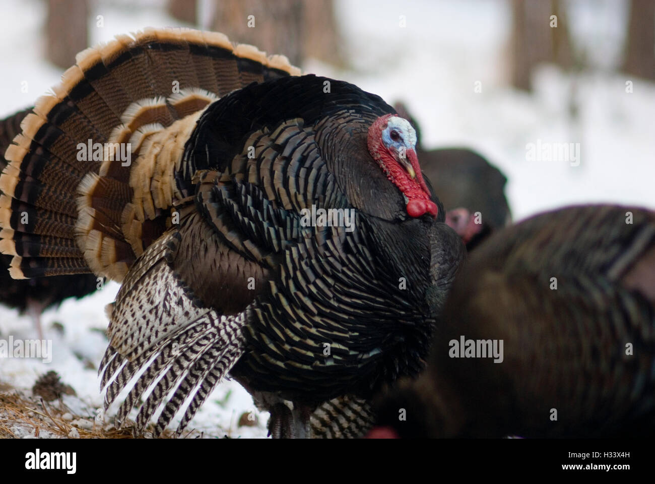 Tnear boulder hi-res stock photography and images - Alamy