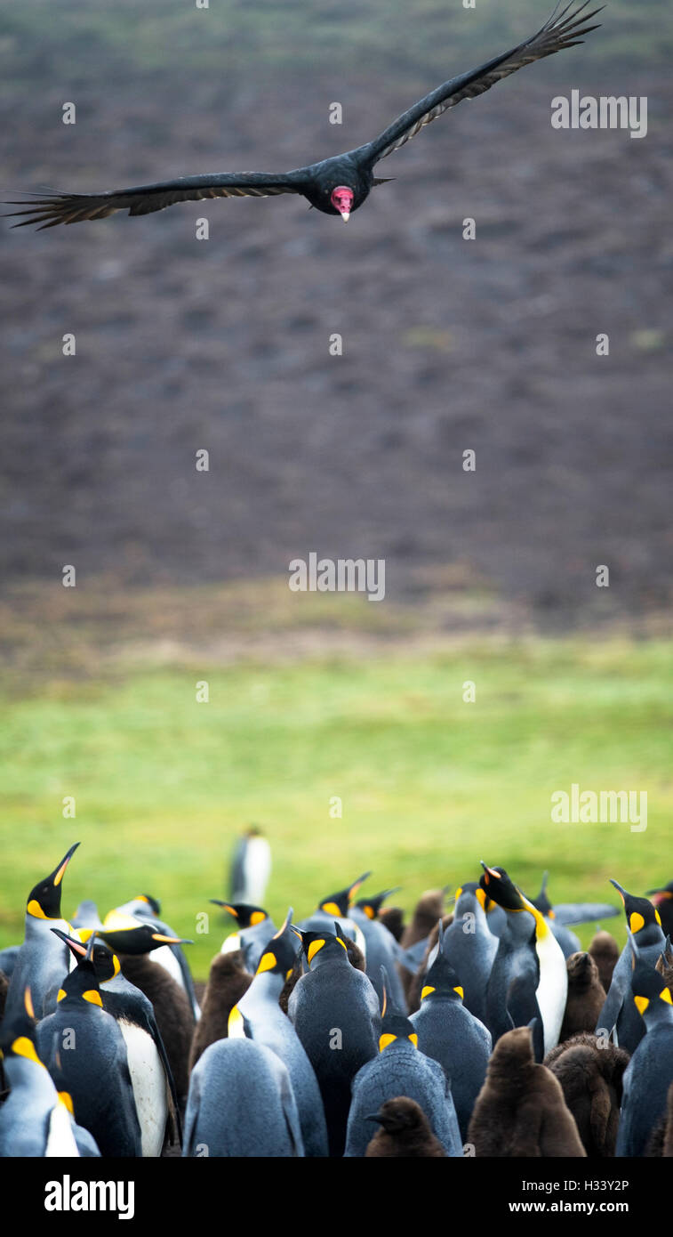 .Stanley,Falkland Islands.Pic Shows King Penguins and their young at ...