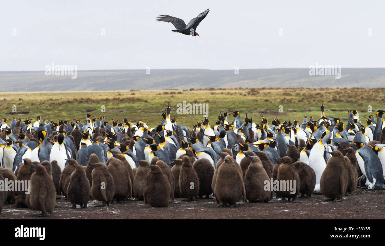 .Stanley,Falkland Islands.Pic Shows King Penguins and their young at ...