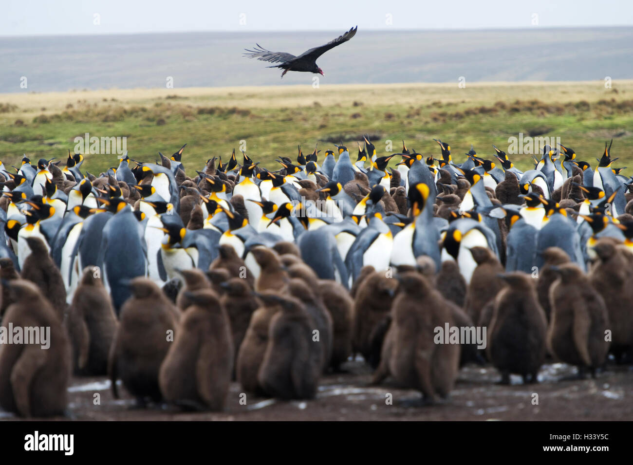 .Stanley,Falkland Islands.Pic Shows King Penguins and their young at ...