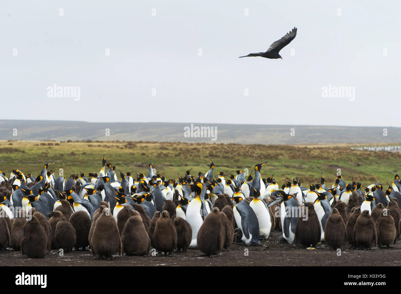 .Stanley,Falkland Islands.Pic Shows King Penguins and their young at ...
