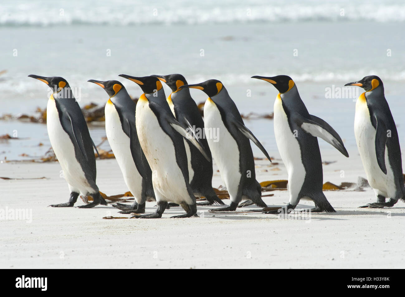 .Stanley,Falkland Islands.Pic Shows King Penguins and their young at ...