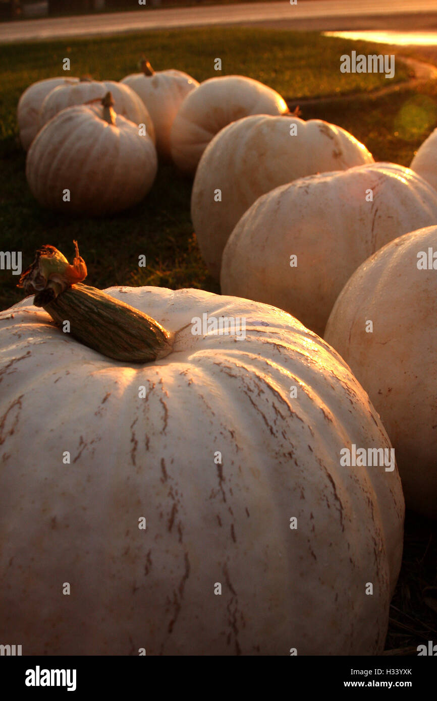 White pumpkins on field, at sunset Stock Photo - Alamy