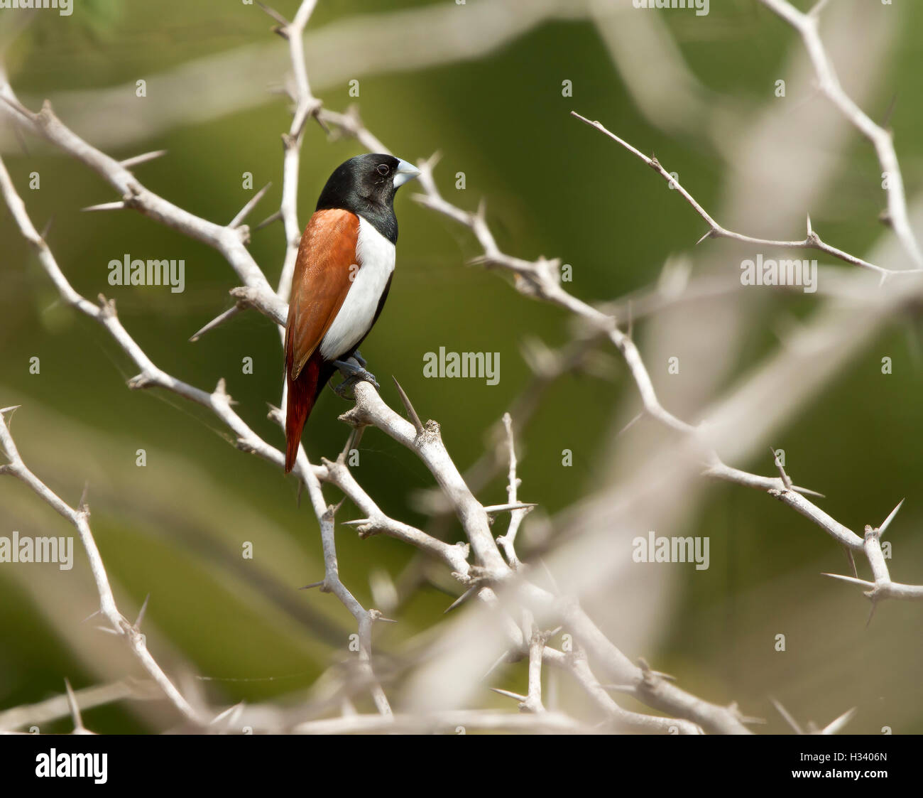 Tri color munia hi-res stock photography and images - Alamy