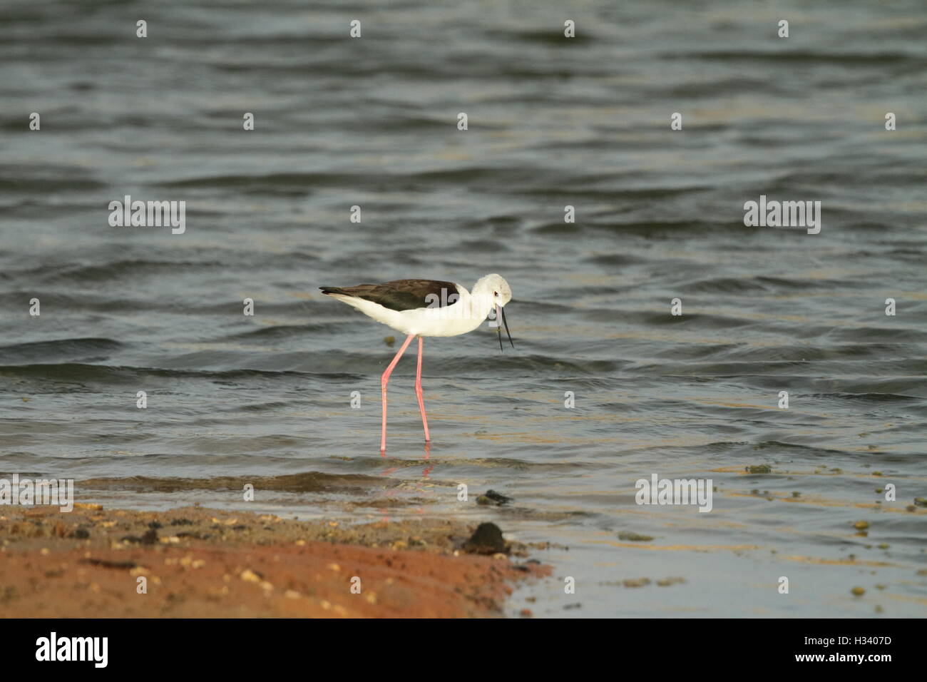 Bird birds stilts feather red hi-res stock photography and images - Alamy