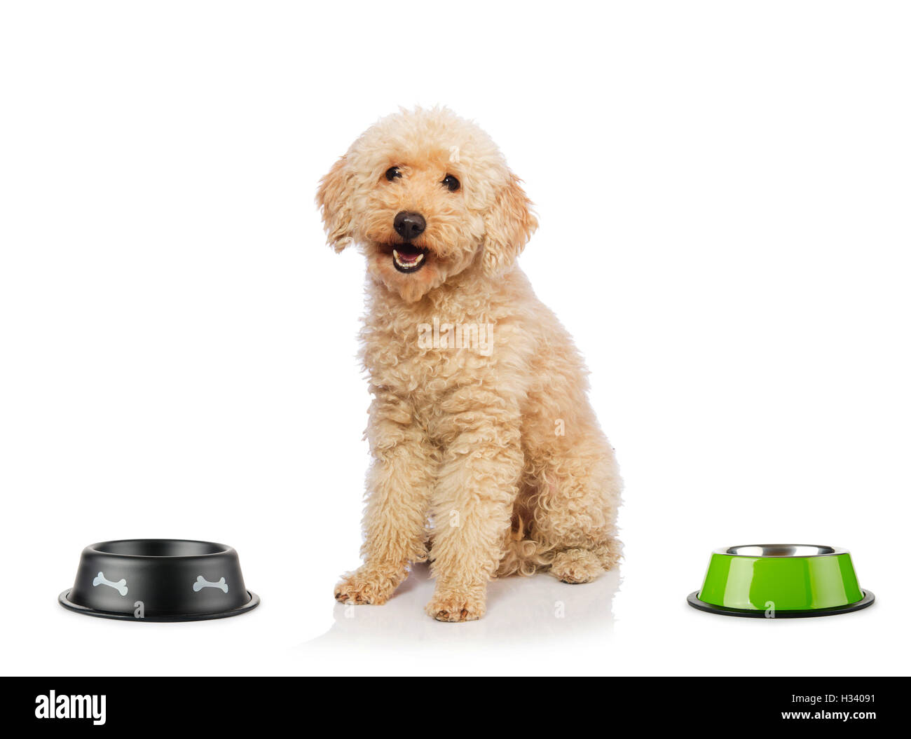 Nice poodle dog isolated on white Stock Photo - Alamy