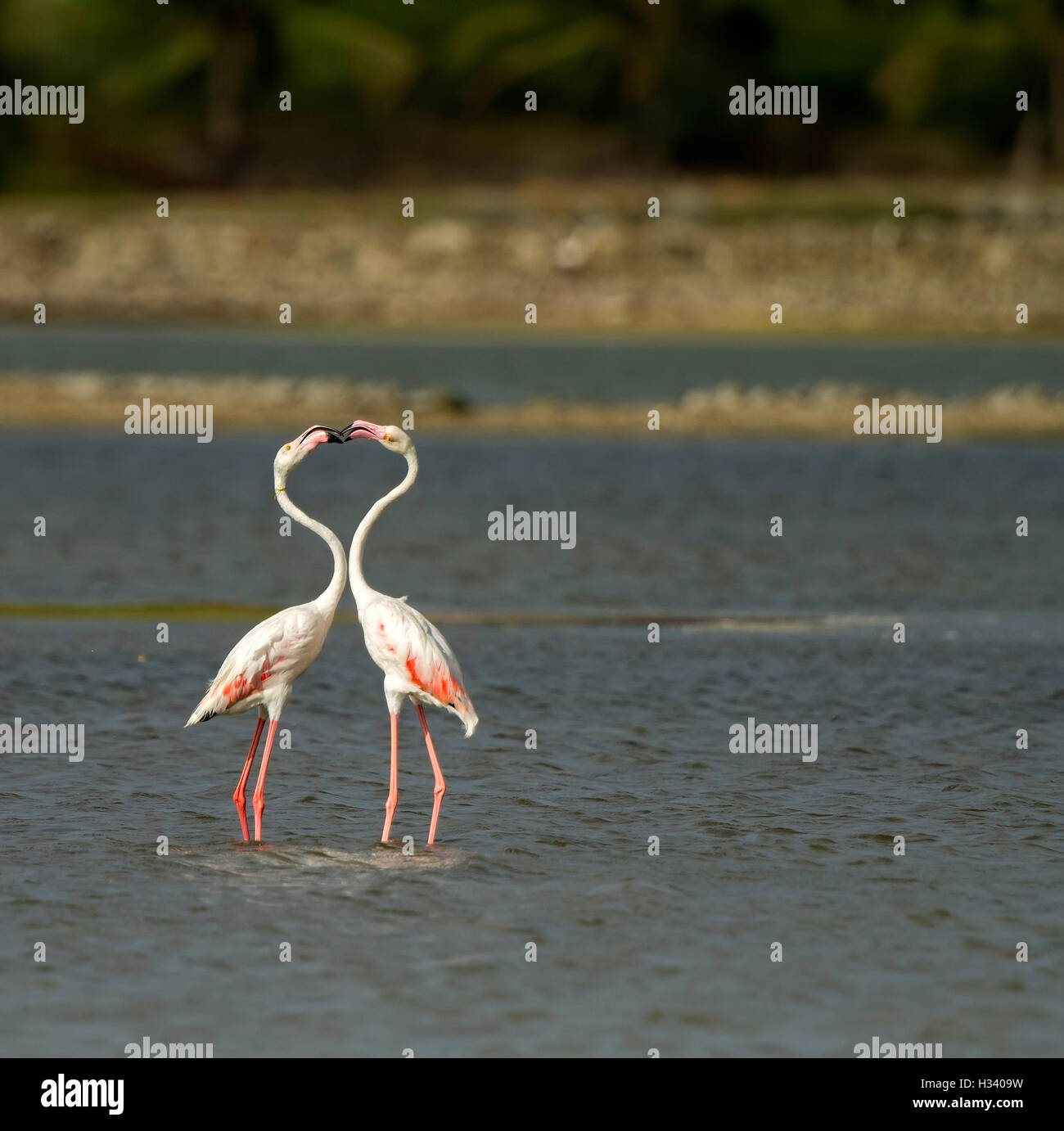 Lesser flamingo flying one hi-res stock photography and images - Alamy