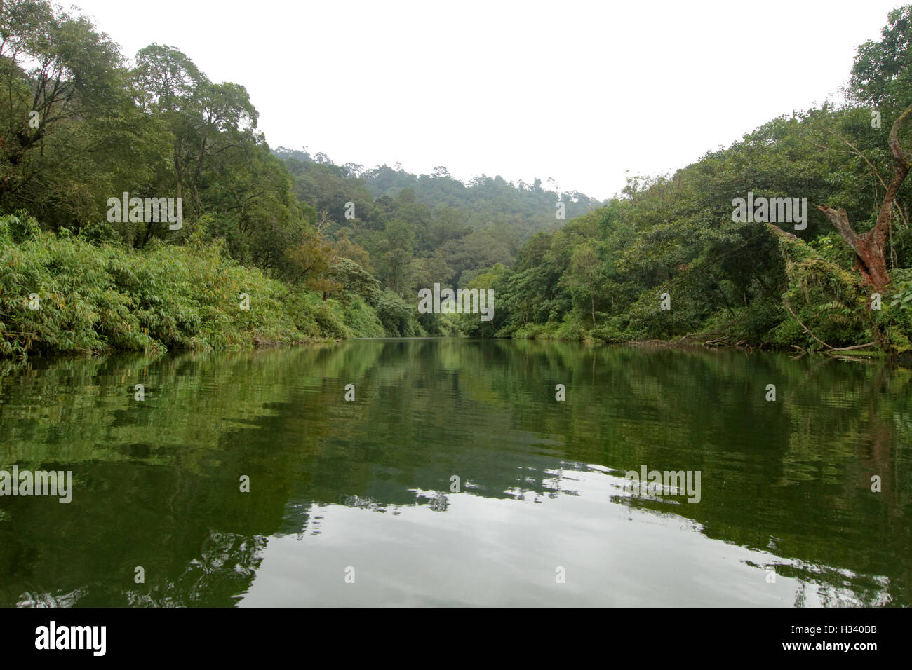 Clean water in evergreen forest Stock Photo - Alamy