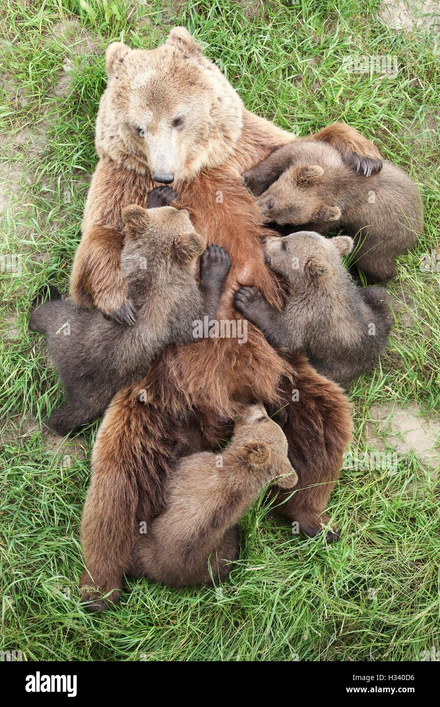 Mother brown bear and cubs hi-res stock photography and images - Alamy
