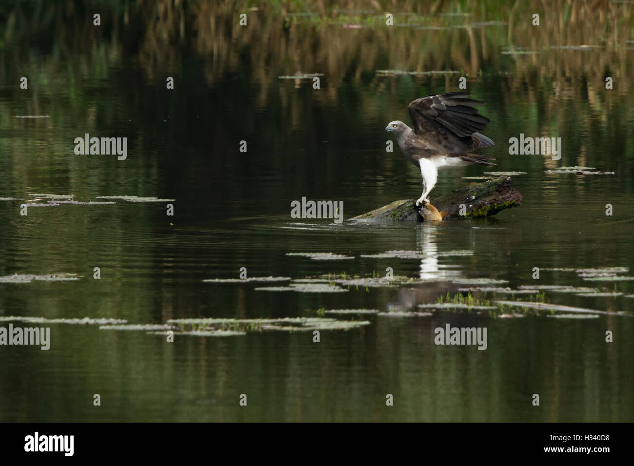 The lesser fish eagle (Ichthyophaga humilis) with fish in a green lake ...