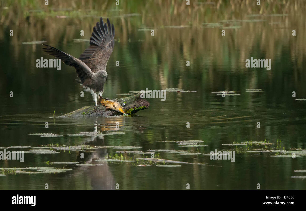 The lesser fish eagle (Ichthyophaga humilis) with fish in a green lake ...