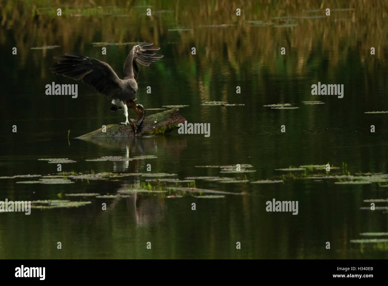 The lesser fish eagle (Ichthyophaga humilis) with fish in a green lake ...