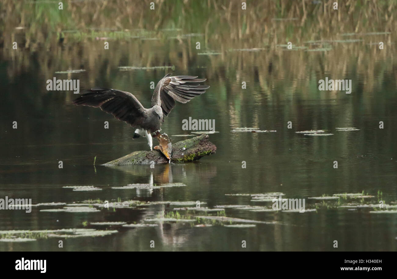 The lesser fish eagle (Ichthyophaga humilis) with fish in a green lake ...