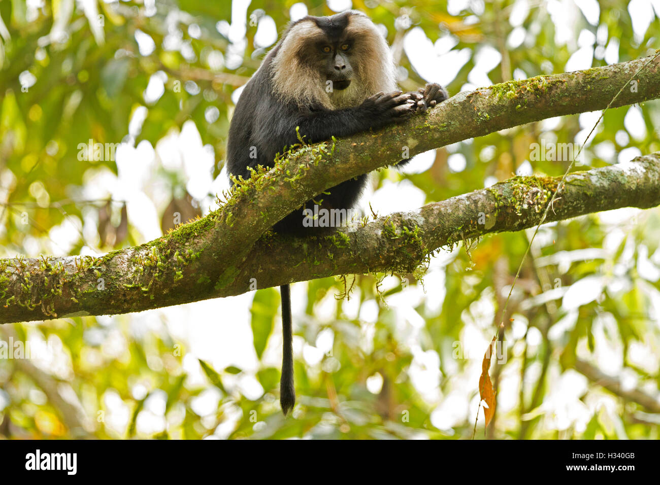 Two tailed lion hi-res stock photography and images - Alamy