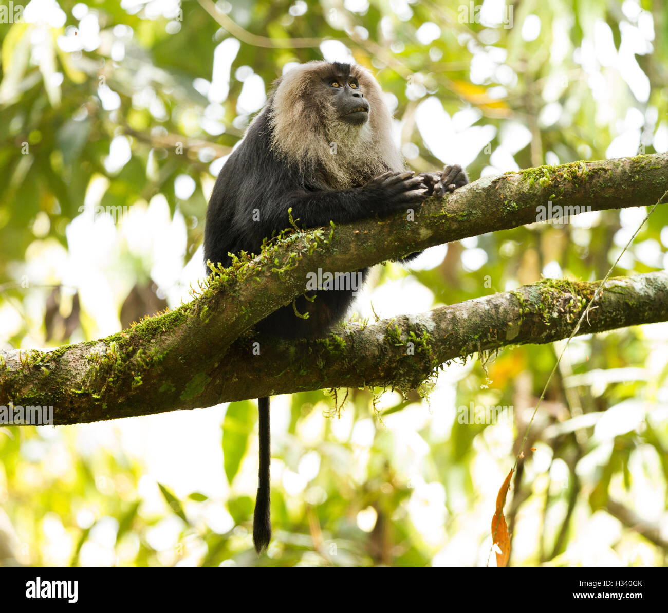 Monkey genitals hi-res stock photography and images - Alamy