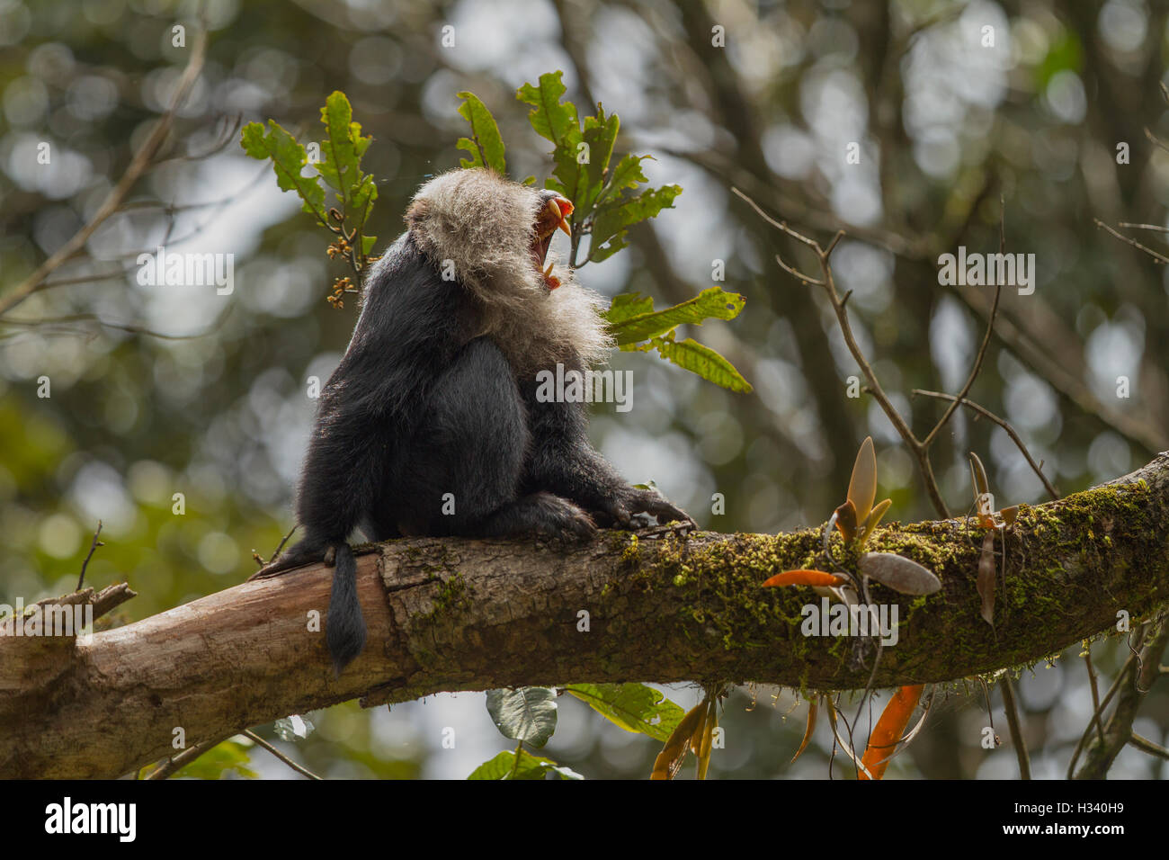 Lion-tailed Macaque (Macaca silenus) yawning in it's natural habitat ...