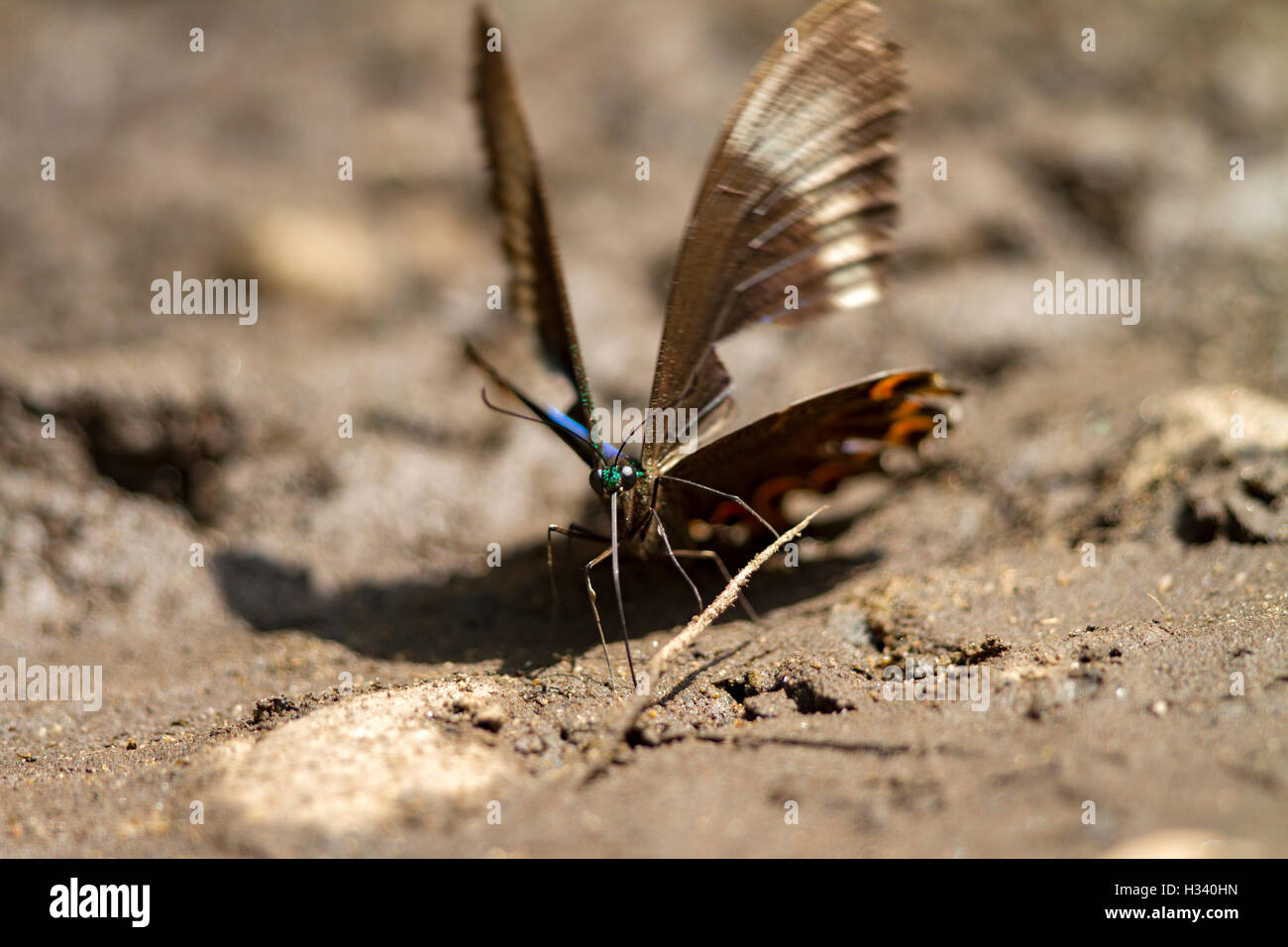 Paris peacock butterfly hi-res stock photography and images - Alamy