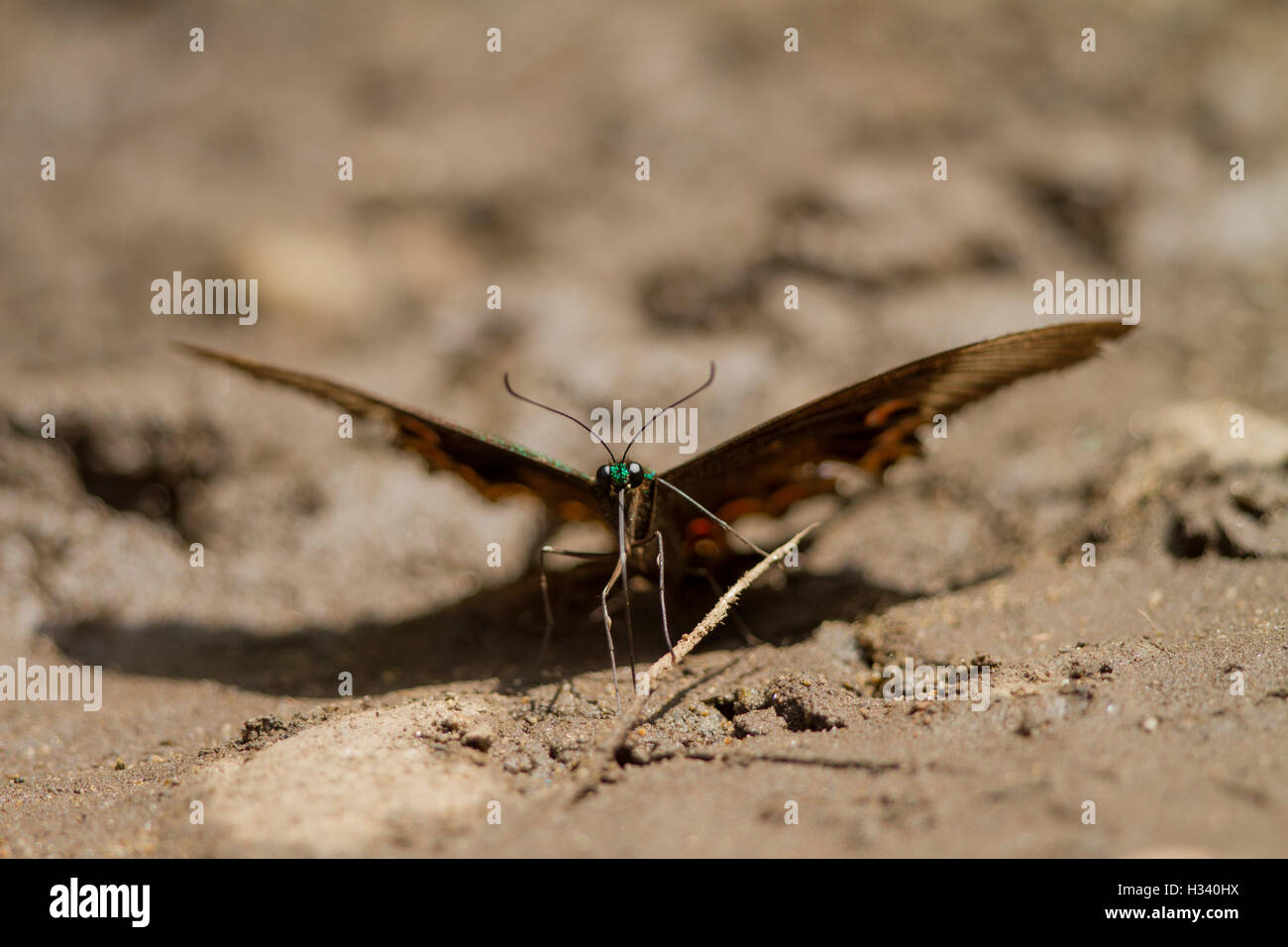 Paris peacock butterfly hi-res stock photography and images - Alamy