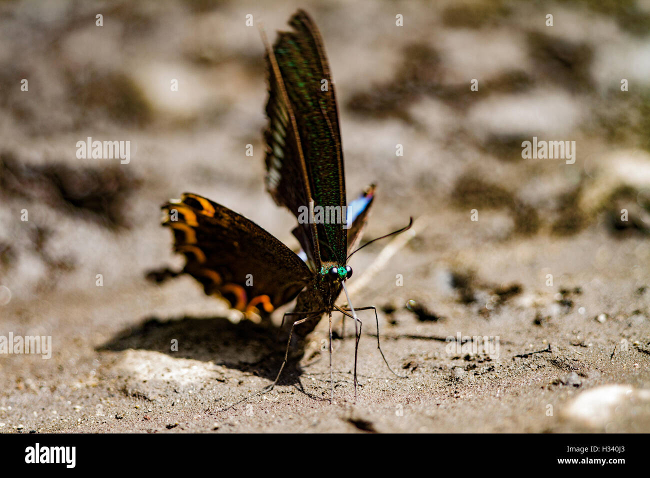 Paris peacock butterfly hi-res stock photography and images - Alamy