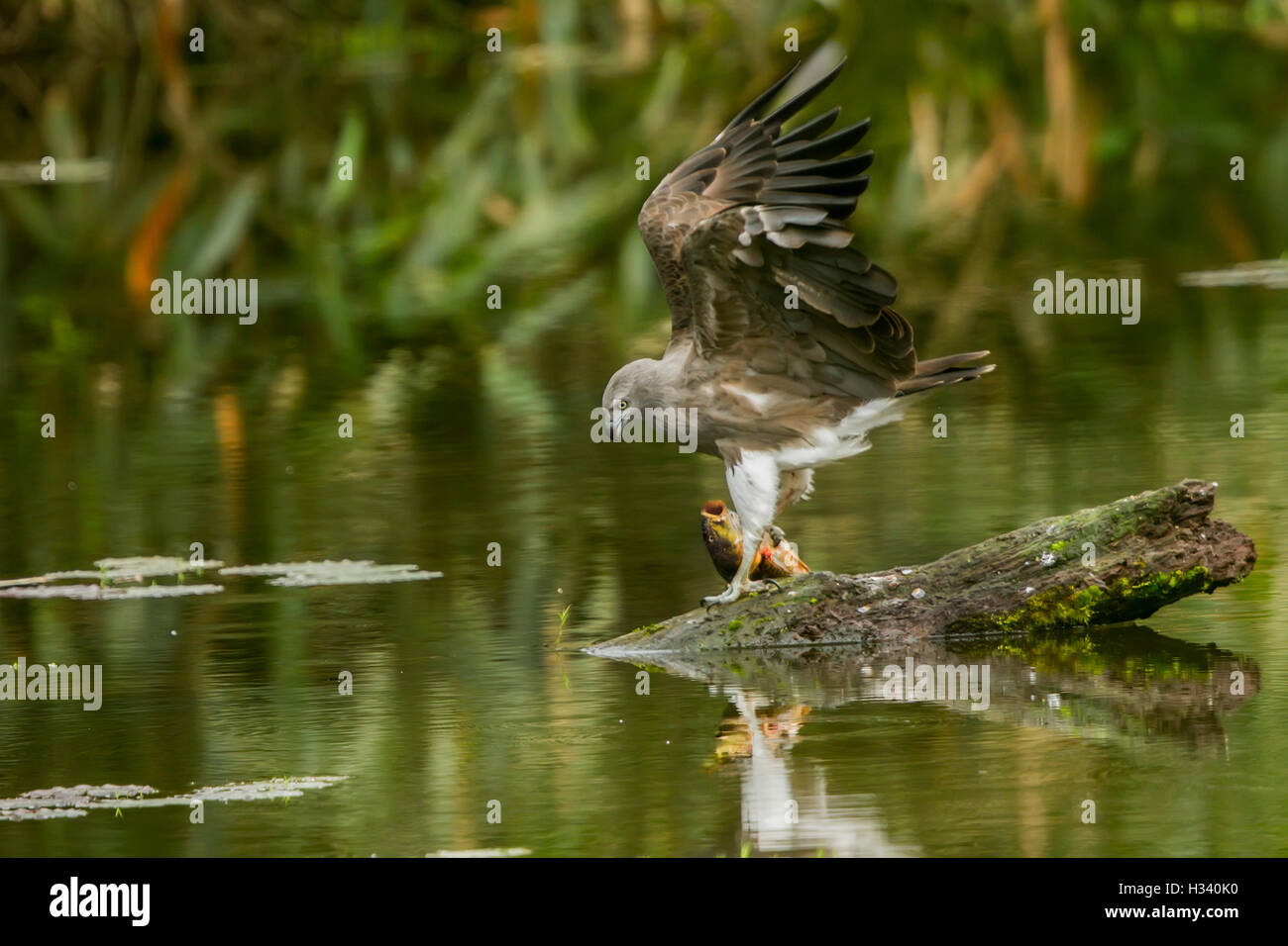 The lesser fish eagle (Ichthyophaga humilis) with fish in a green lake ...