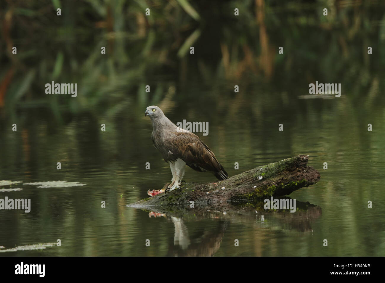 The lesser fish eagle (Ichthyophaga humilis) with fish in a green lake ...