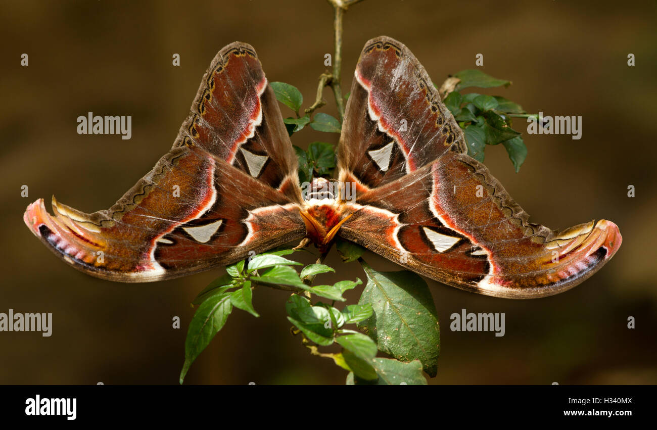 Beautiful big butterfly, Giant Atlas Moth, Attacus atlas, insect in ...