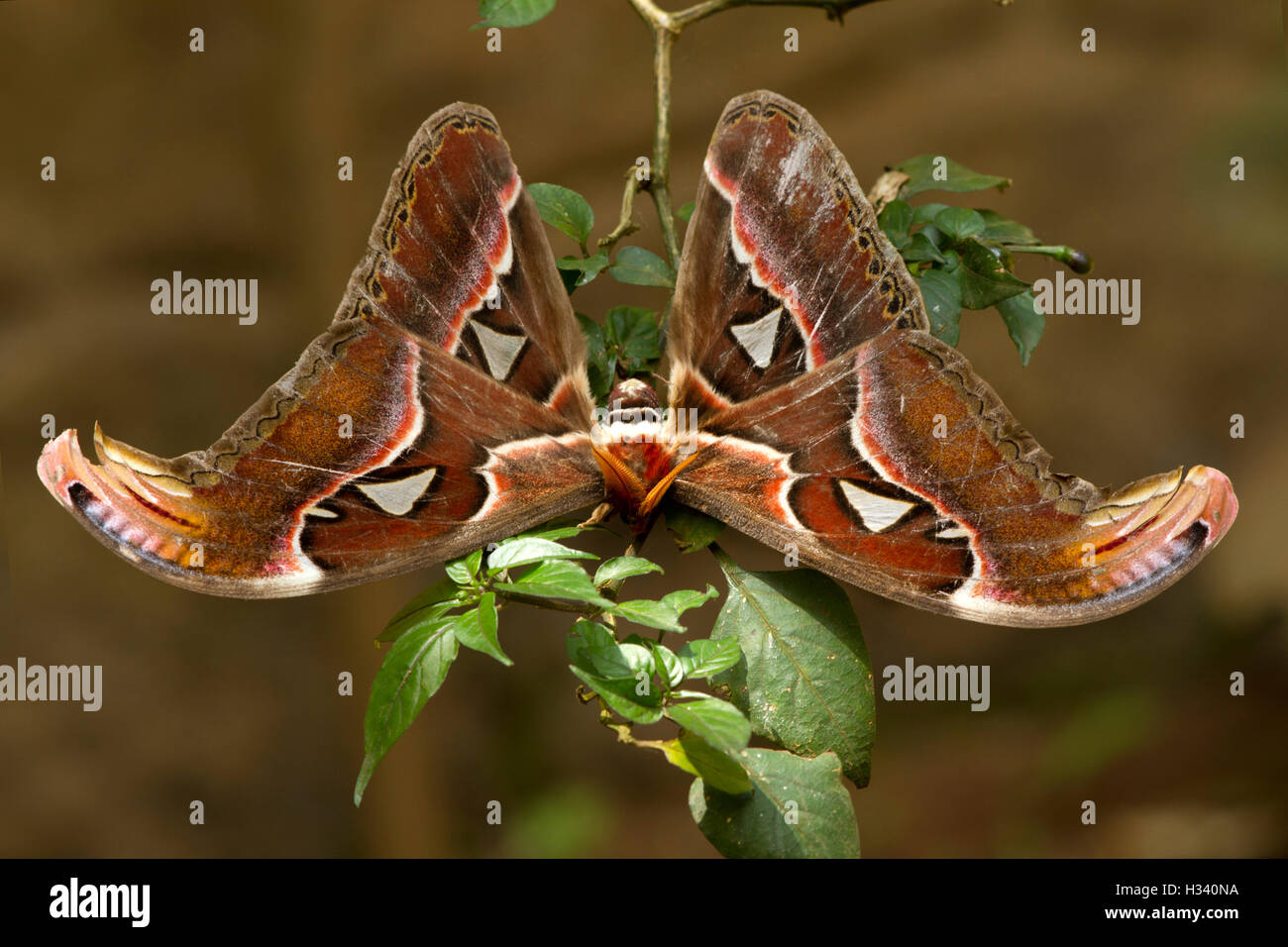 Beautiful big butterfly, Giant Atlas Moth, Attacus atlas, insect in ...