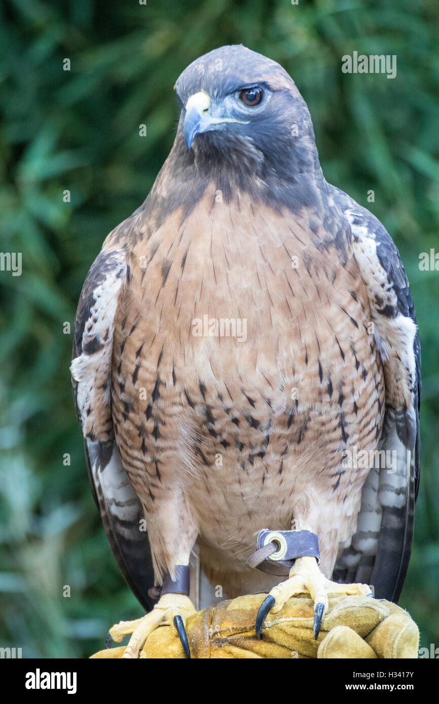 Red-Tail Hawk sitting and looking around Stock Photo - Alamy
