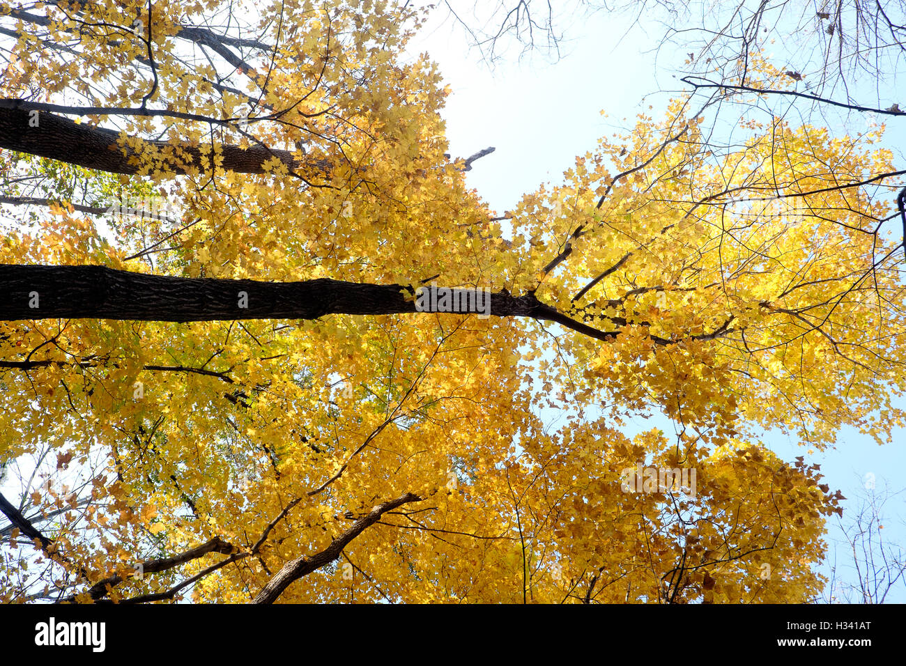 Colorful fall tree hi-res stock photography and images - Alamy