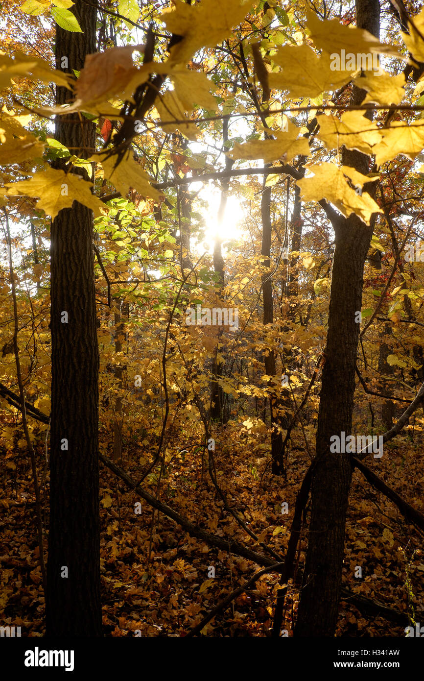 Golden fall light hi-res stock photography and images - Alamy