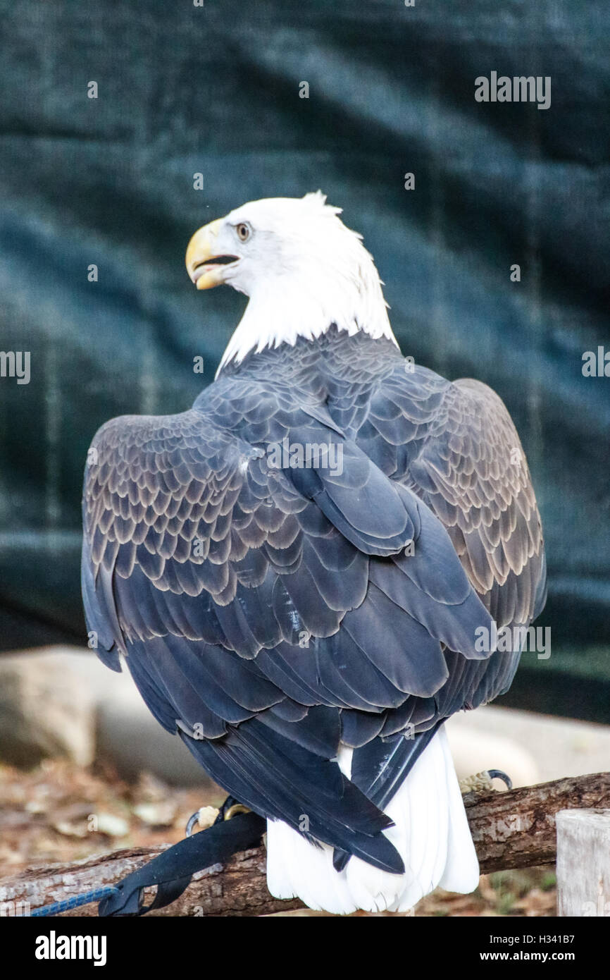 Bald eagle sitting on a leash Stock Photo - Alamy
