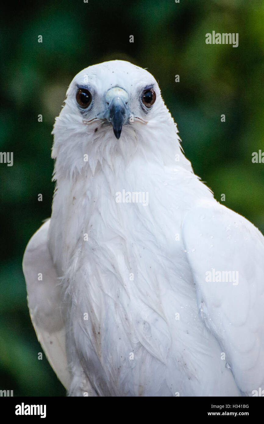 Whte Hawk looking at the camera Stock Photo - Alamy