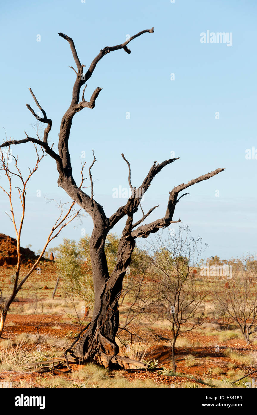Burnt Tree - Outback Australia Stock Photo - Alamy