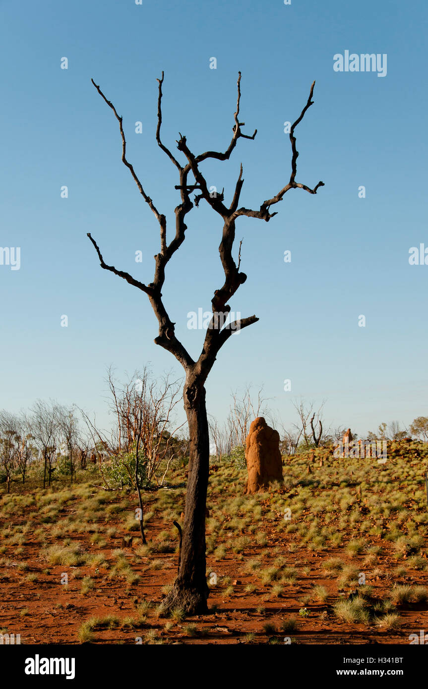 Burnt Tree - Outback Australia Stock Photo - Alamy